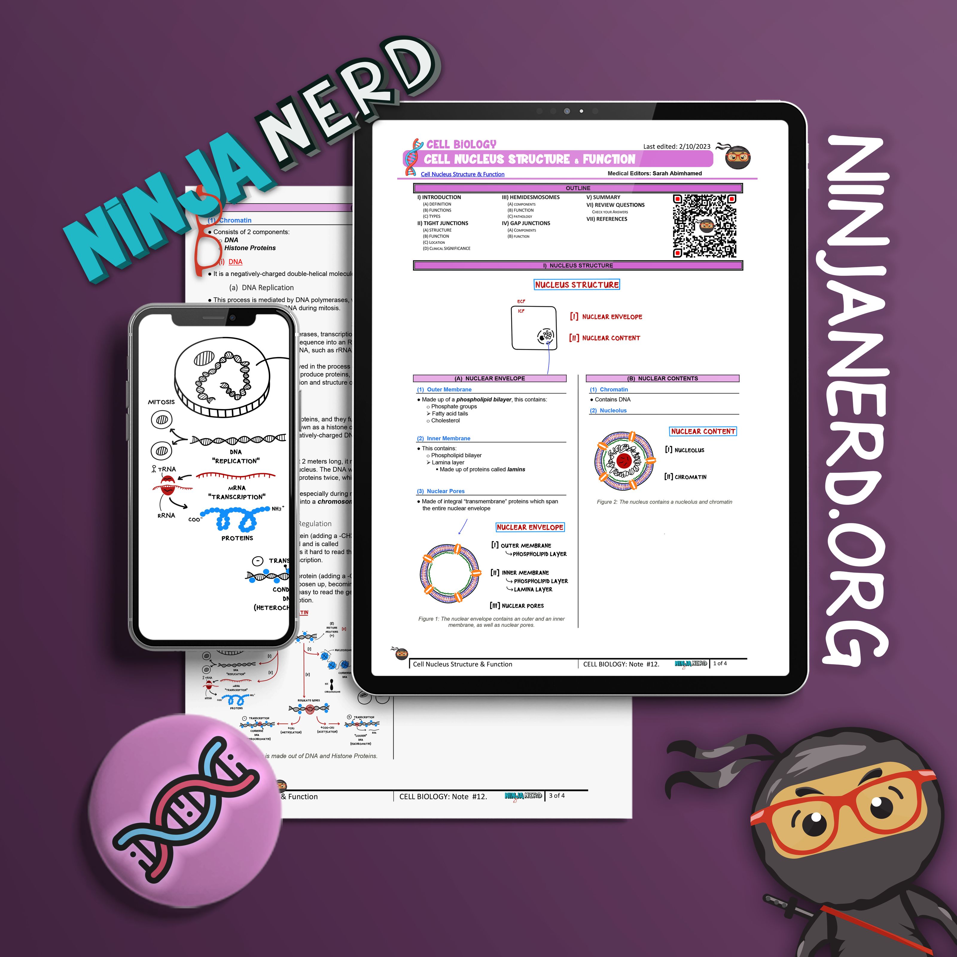 Cell Nucleus Structure & Function - Notes - NinjaNerd Medicine